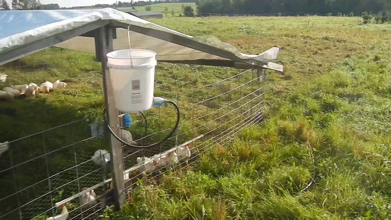 Chicken Bliss - YouTube