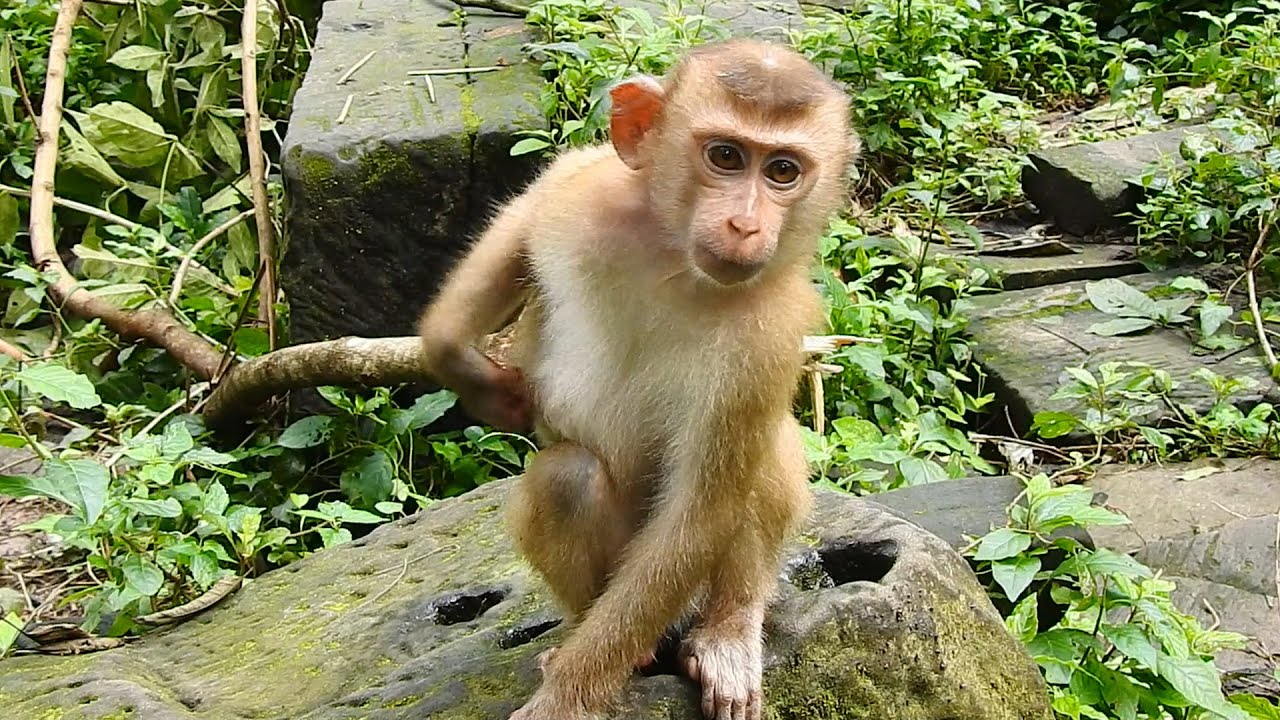 Lucky & Luca are really sweet & cute monkey I am happy to see them ...