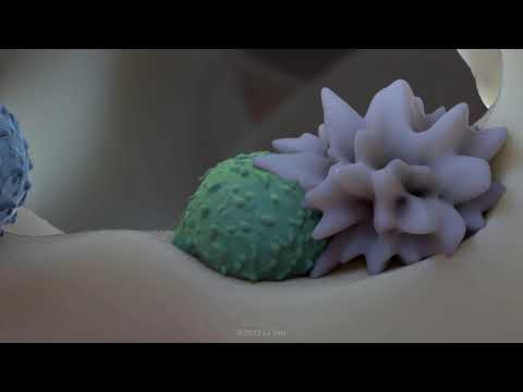 A journey through the lymph node