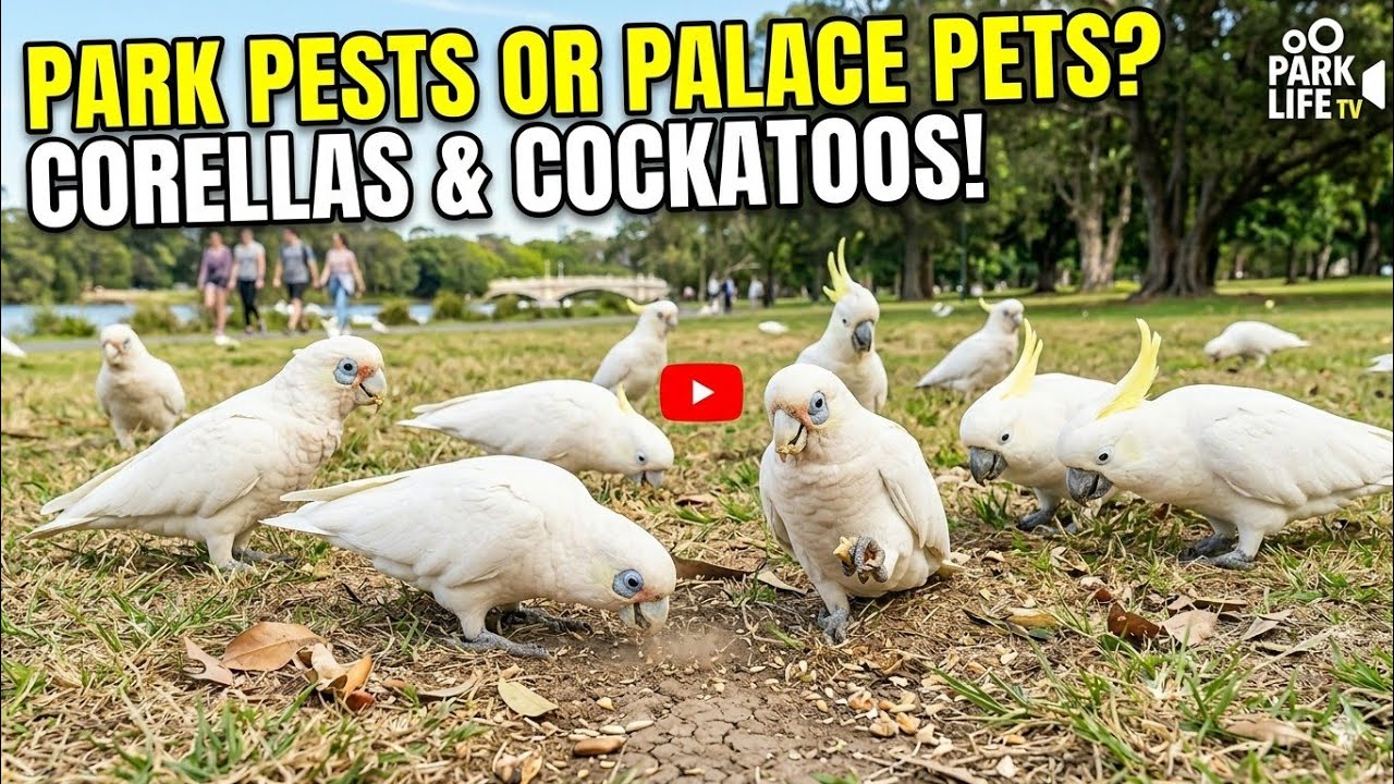 Cockatoo vs. Corella: A Feathery Face-Off #cockatoo #corella #cockatiel ...
