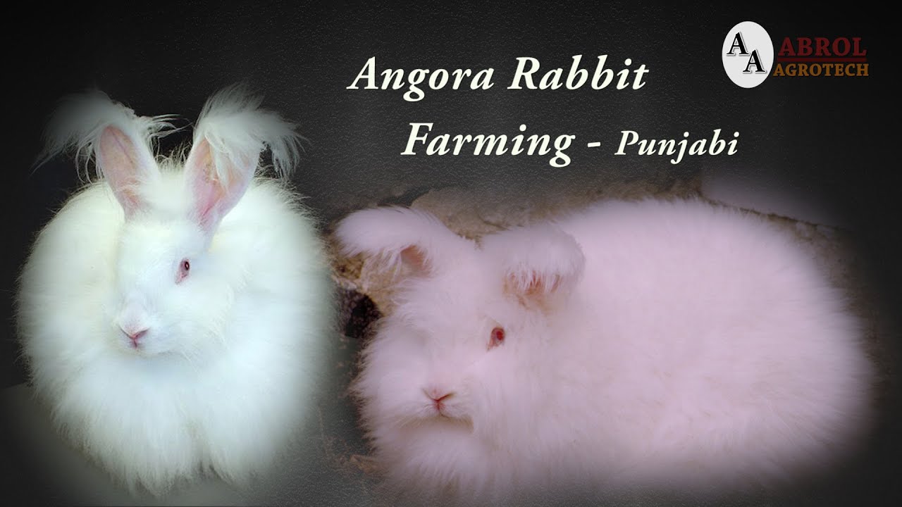 Angora Rabbit Farming ਅੰਗੋਰਾ ਖਰਗੋਸ਼ ਪਾਲਣ 5 of 7 - YouTube
