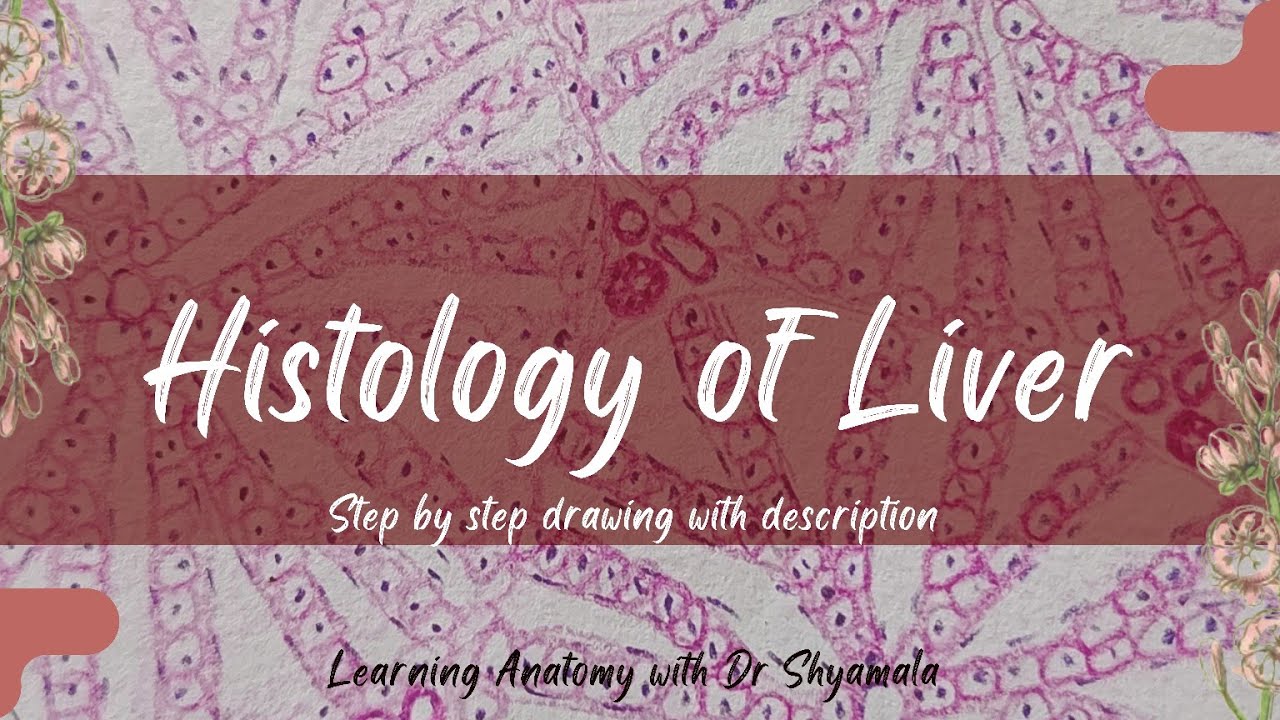 Histology of Liver. Step by step drawing with description - YouTube