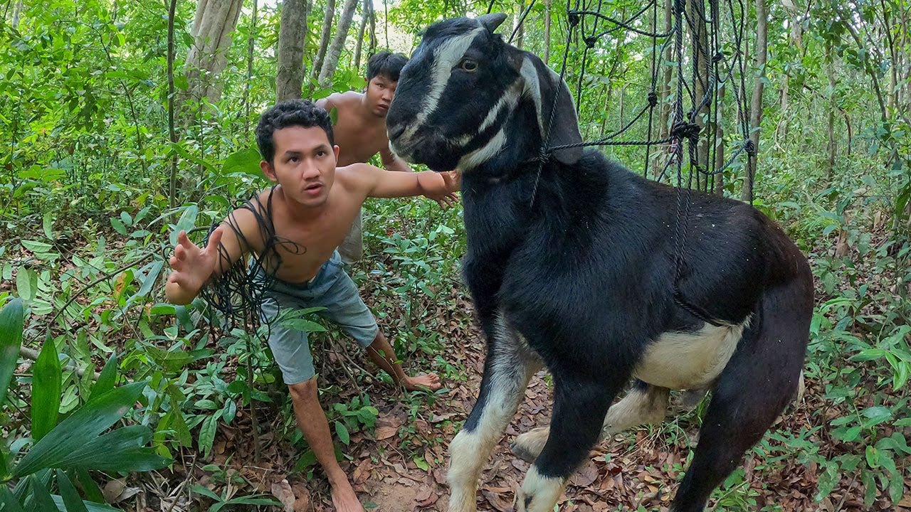 Amazing Goat Trap in Forest & Roasted Eating So Delicious For Dinner ...