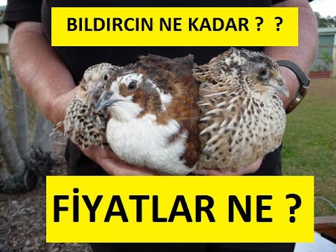 BILDIRCIN PİYASA FİYATLARI NEDİR? quail prices 2020