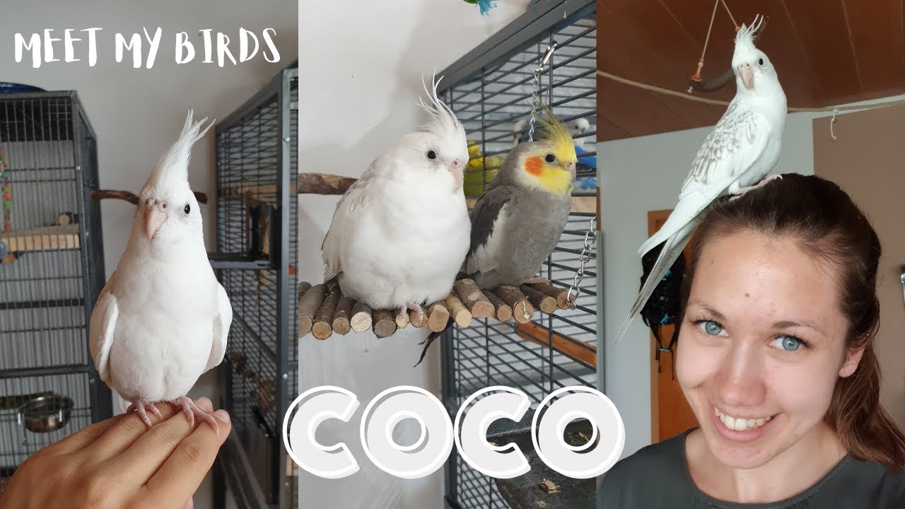 Meet my Birds | COCO | Nymphensittich - YouTube