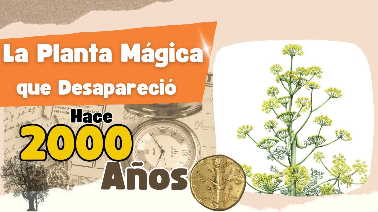 El Misterio del Silfio: La Planta Pérdida de la Antigüedad - YouTube