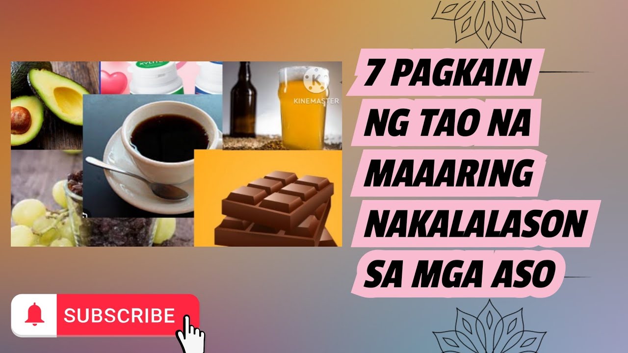 7 Pagkain ng Tao na maaaring nakalalason sa mga Aso// Tovi Pogi - YouTube