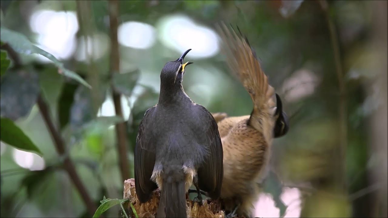 Victoria's Riflebird - young males dancing - YouTube