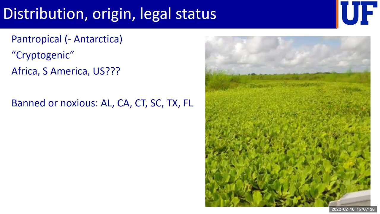 NCF CISMA - Water lettuce identification and control with Dr. Lyn ...