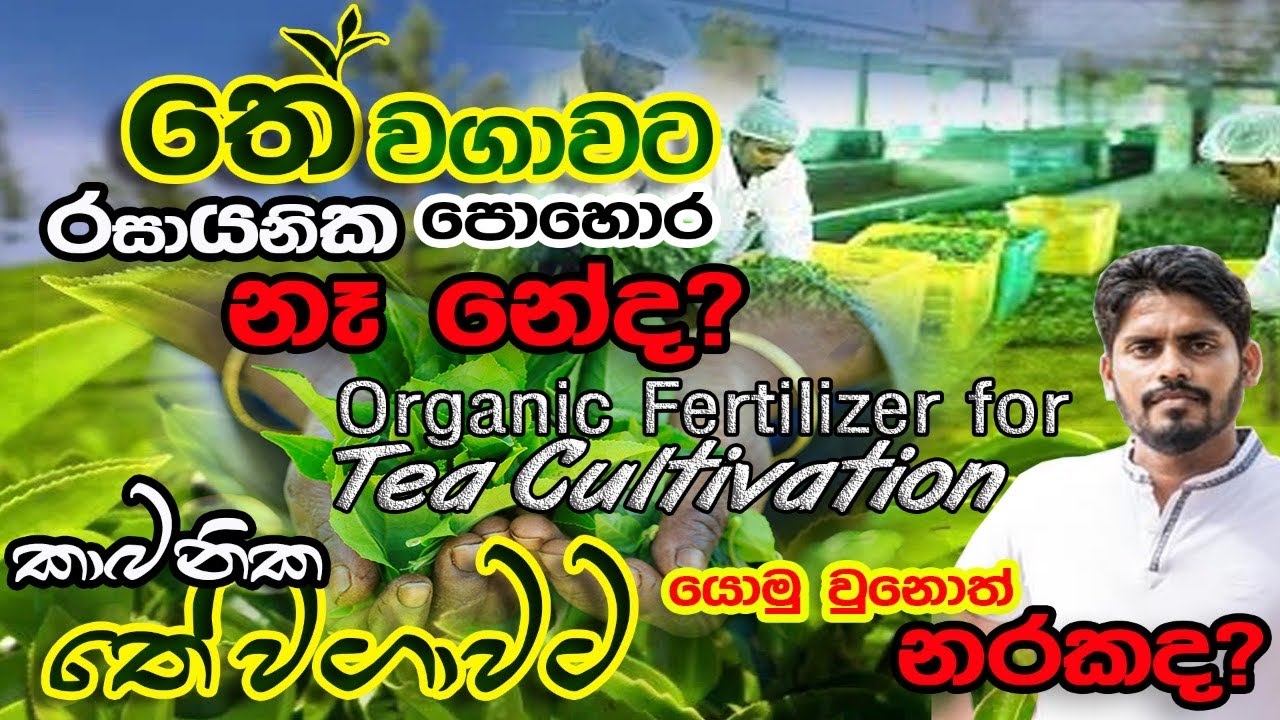 tea fertilizer තේ වගාවට කාබනික පොහොර - YouTube