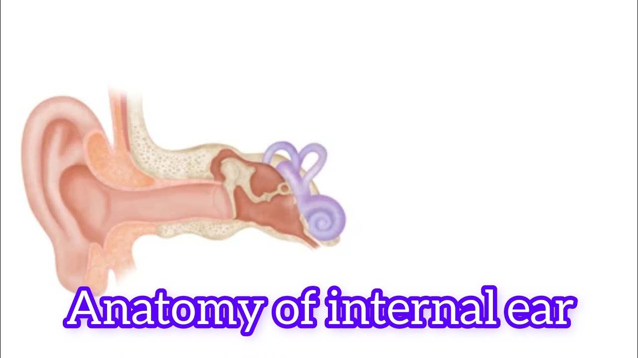 ANATOMY OF EAR || OSPE INTERNAL STRUCTURE OF EAR - YouTube