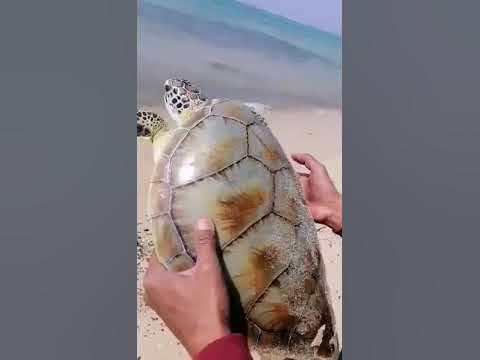 Goodbye kiss 💋 Paalam na halik sa pawikan - YouTube