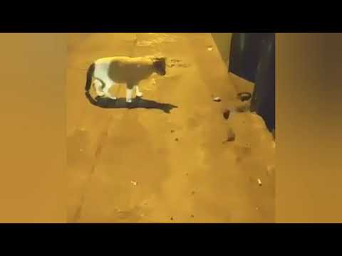 Namanya juga animals, lucu dan unik ya... - YouTube