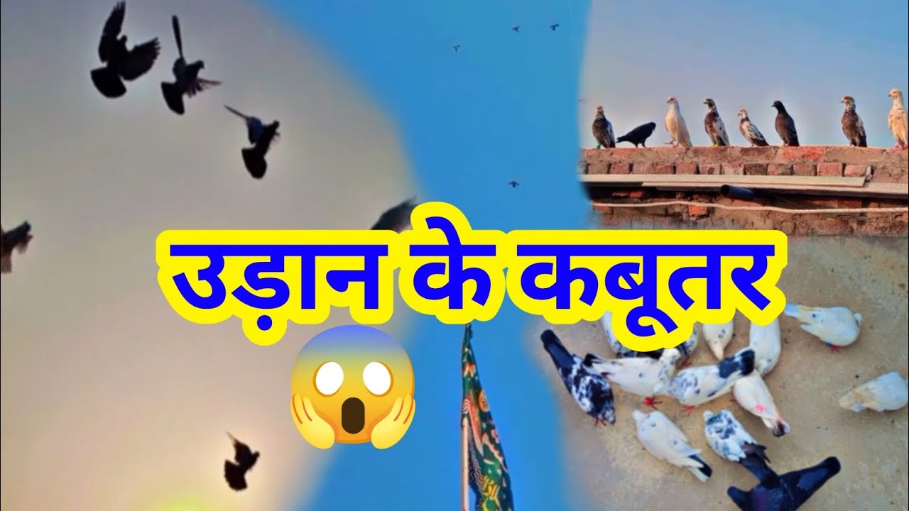👉---उड़ान के कबूतर 😱 || high flying kabootar 😍" flying pigeon video ...