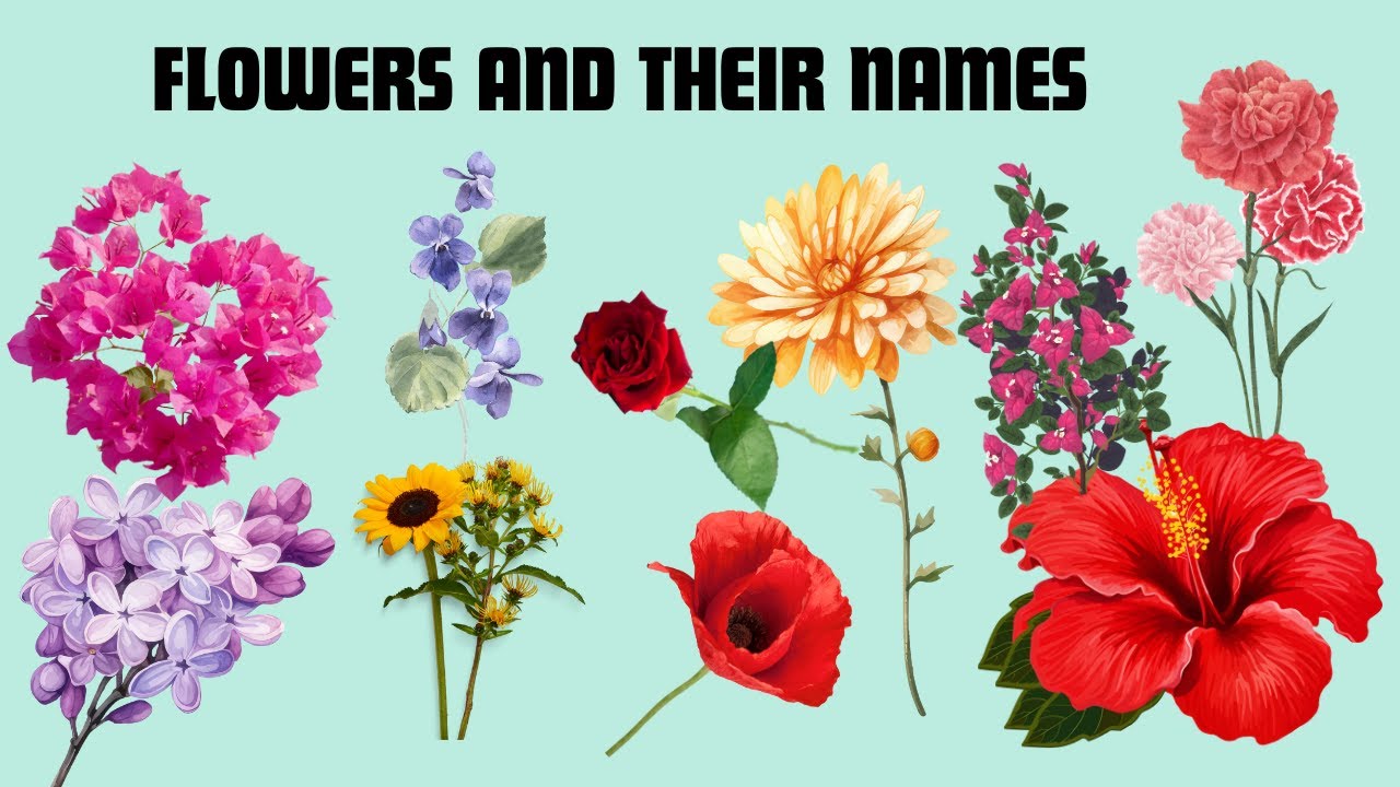 Learn the Names of different Flowers in English | Learn flower names ...