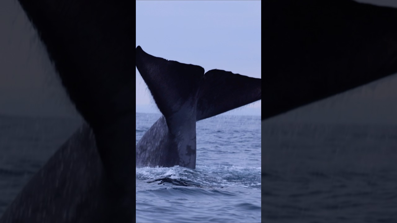 Blue Whale Clip David Attenborough