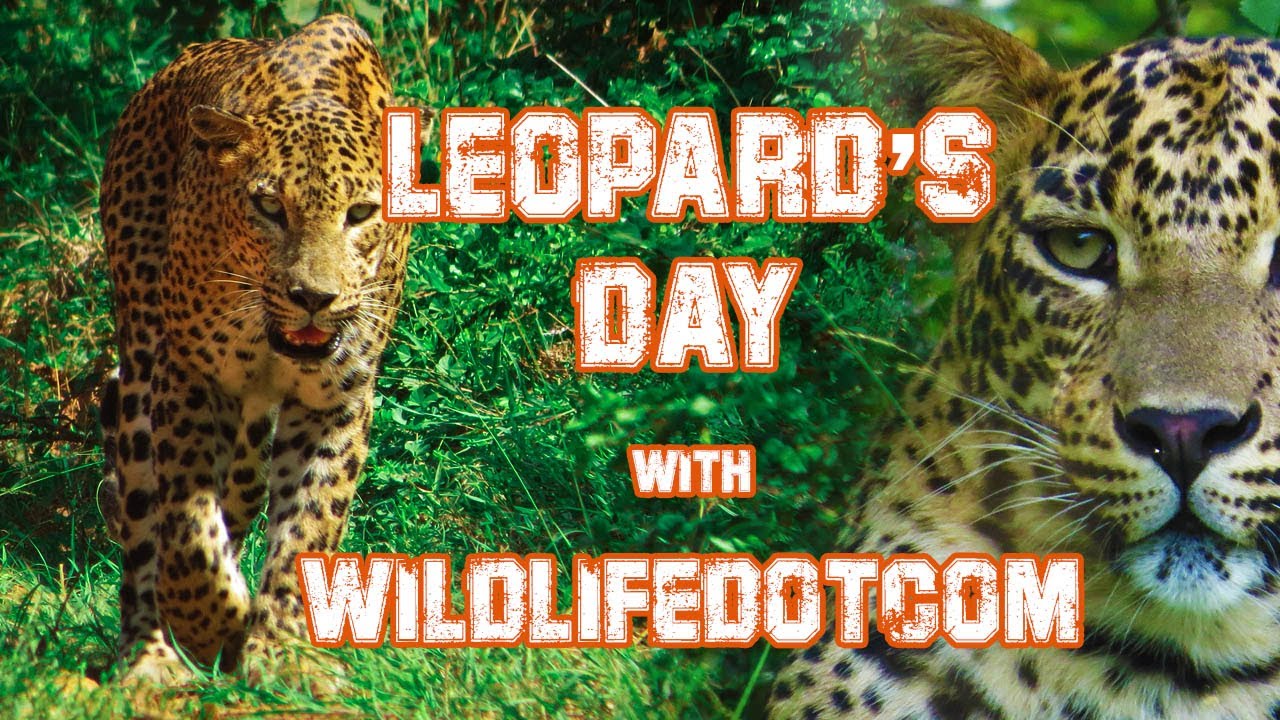 Leopard's Day with Wildlifedotcom - YouTube