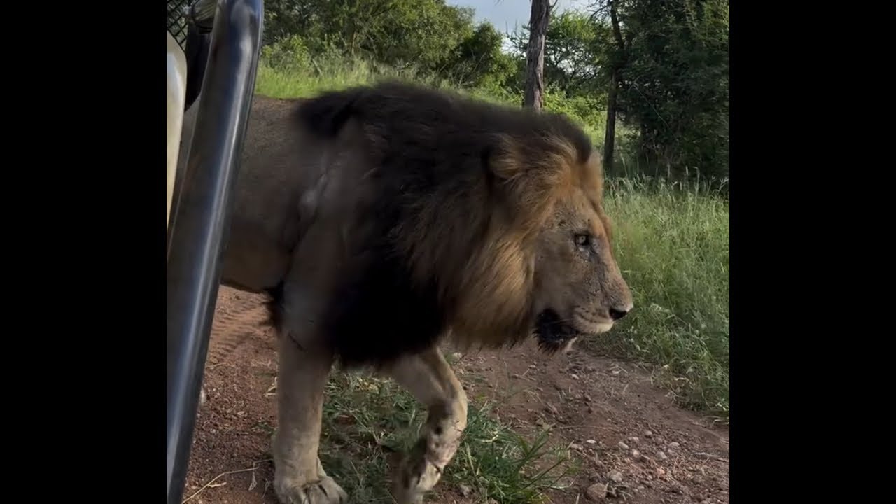 Hoedspruit Madoda Male Lion (Father of Late Guernsey Male) | Kruger | 7 ...