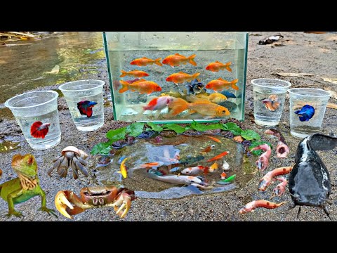 Wow! Tangkap Ikan Hias Warna warni di Sungai, Ada Ikan Cupang, Ikan Lele, Ikan Patin, Kelomang Besar
