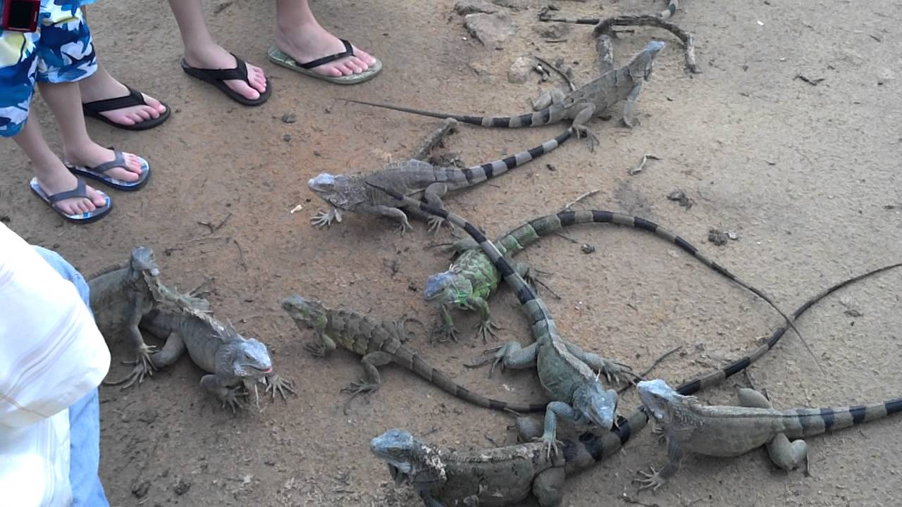 Iguana Farm 01, St Martin - YouTube