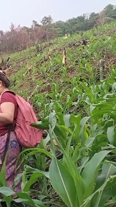 mus pem teb saib pob kws - YouTube