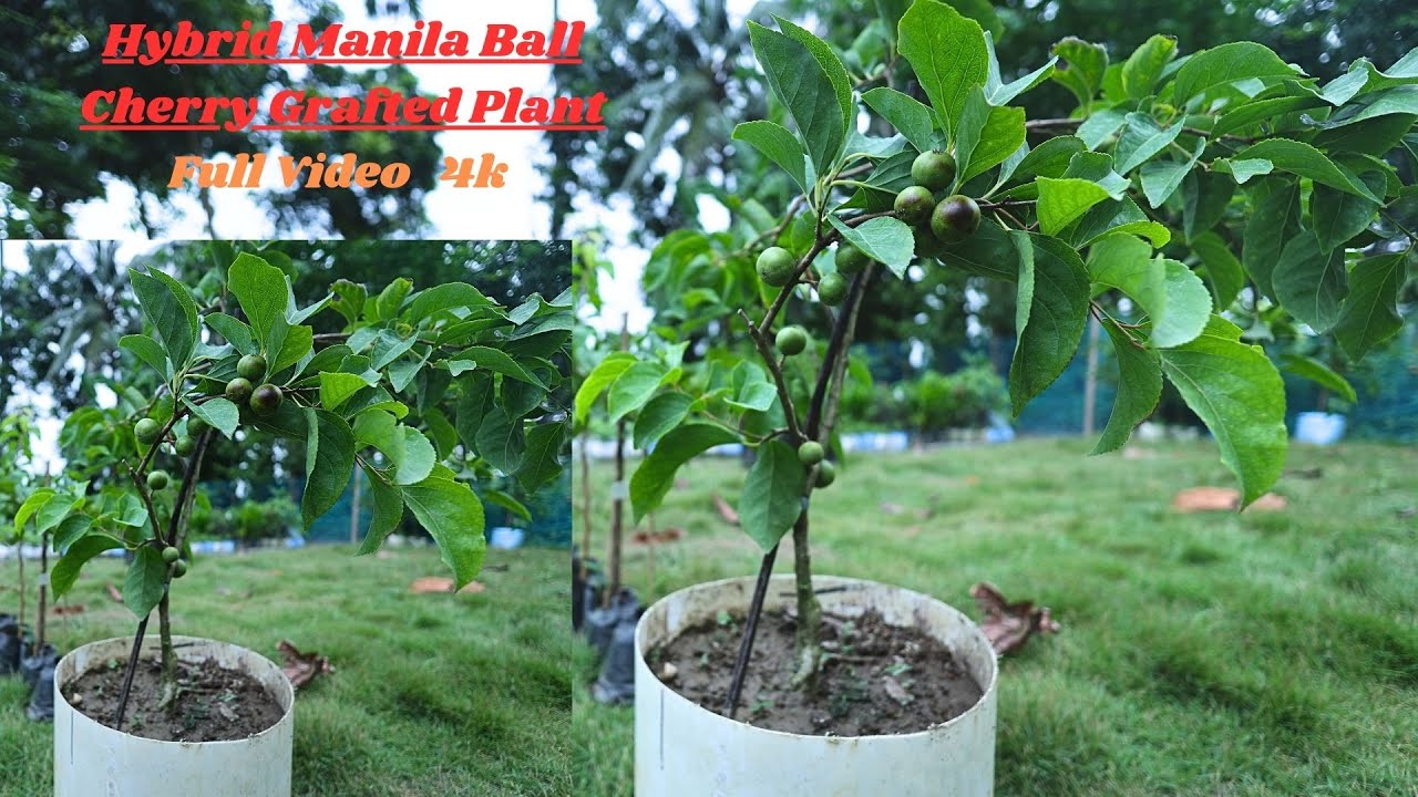 Hybrid Manila Ball Cherry Grafted Plant - YouTube