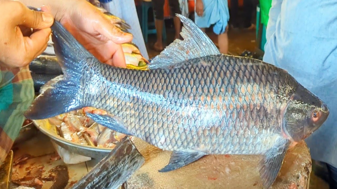 Rare Coal Black Rohu Fish Cutting in Bangladesh Fish Market | Fish ...