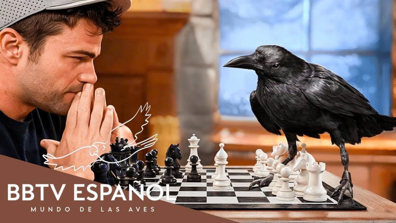 15 Aves Más Inteligentes Del Mundo: ¡No Creerás Cómo Usan Su ...