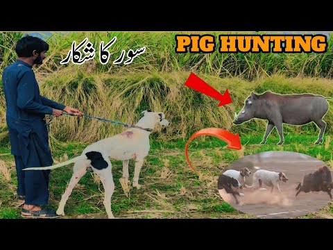 Tracking Tuskers: A Guide to Pig Hunting in Our Village|Sover Ka Shikar ...