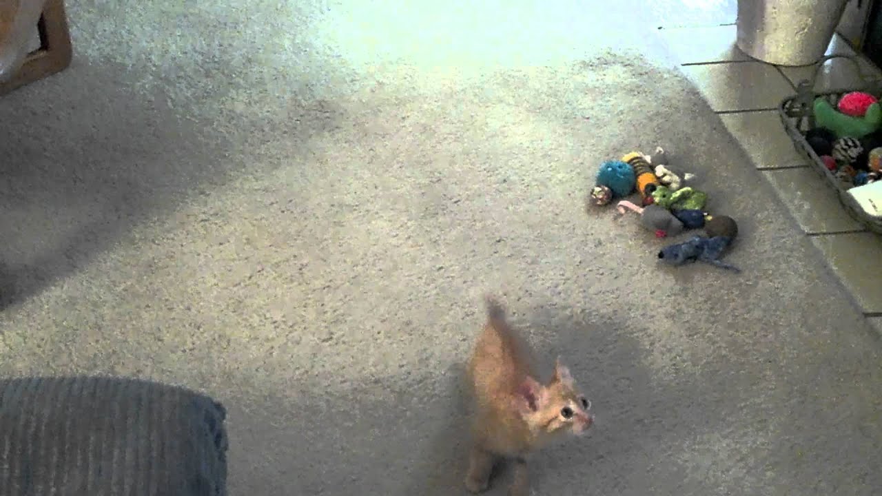 Bert The Cat In Action! - YouTube