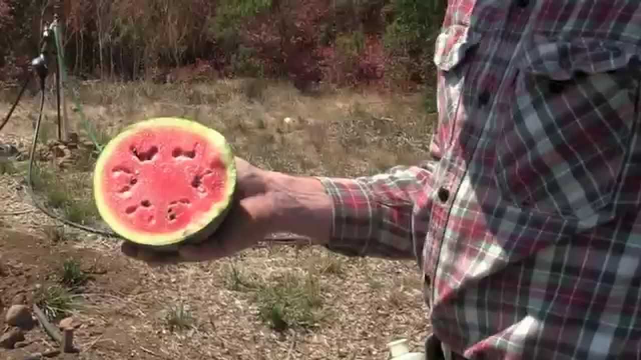 How To Tell If A Watermelon Is Ripe: Harvest Tips | Seeds of Change ...