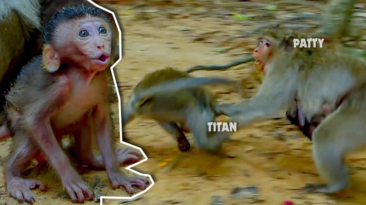 Million pity baby monkey crying call mum help, Patty strongest fight ...