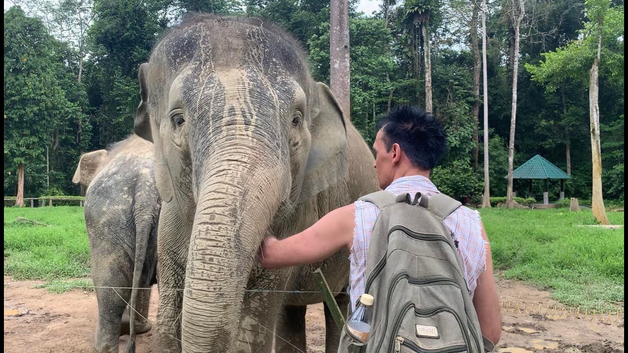 Kuala Gandah National Elephant Conservation Center - Feeding the ...