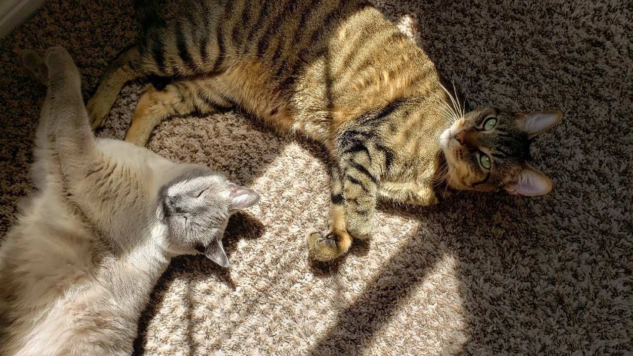 Social Distancing with Cats or...our normal day to day | May to June ...