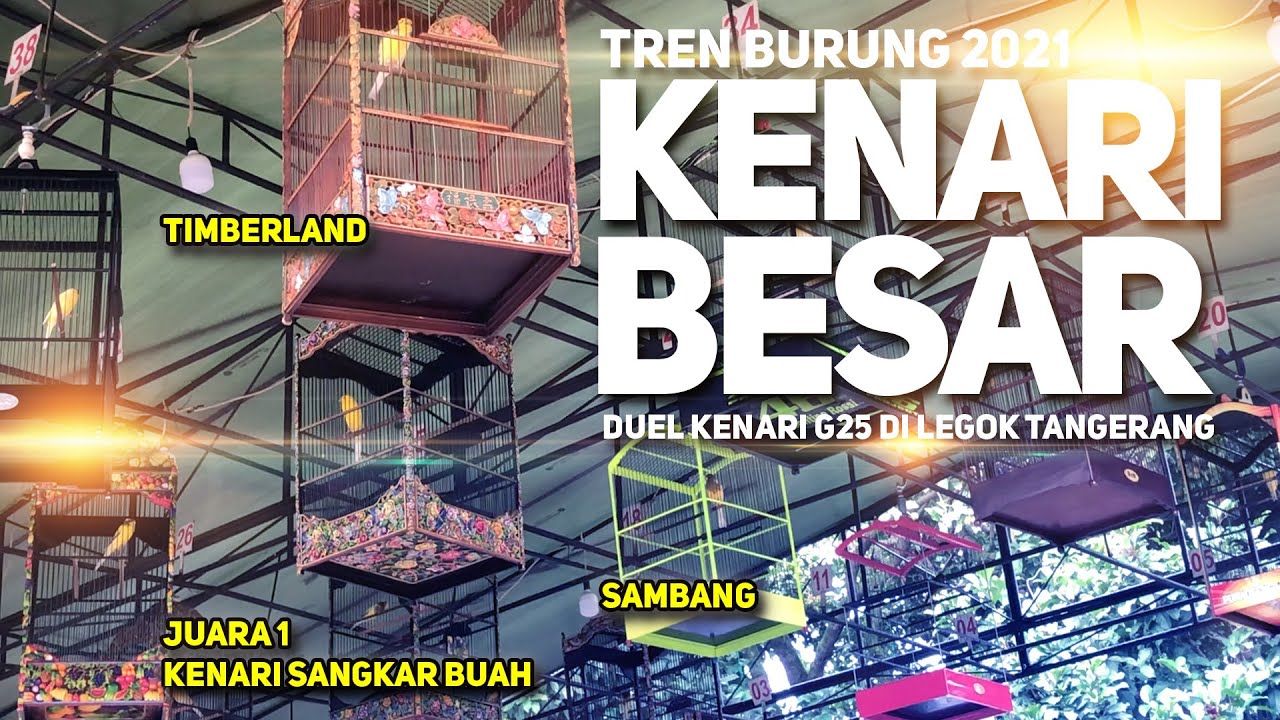 TREN 2021 KENARI BESAR DUDUK GACOR 😍 Sambang Timberland Dan Rocker ...