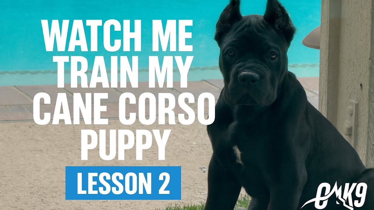 Cane Corso puppy training lesson 2! - YouTube