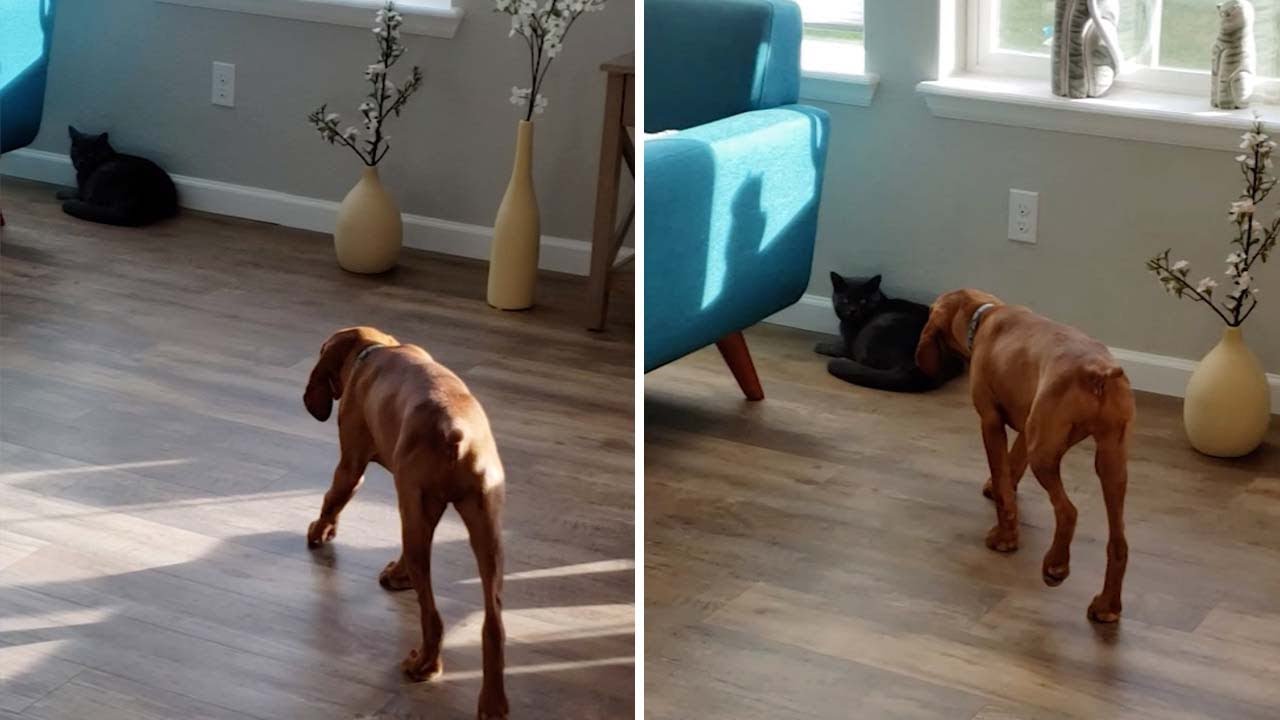 Sneaky Dog Creeps Up On Cat - YouTube