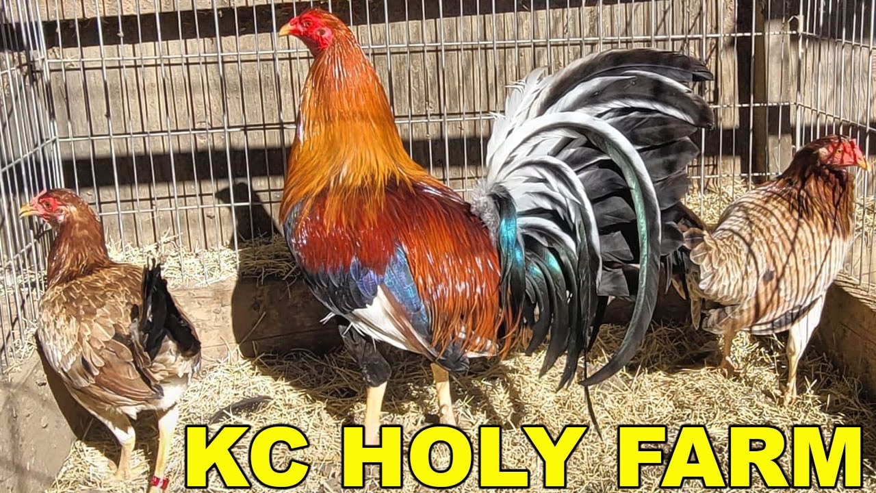 Pure Kelso Asil Sweater Roundhead Yellow Leg Hatch - Beautiful Birds Kc ...