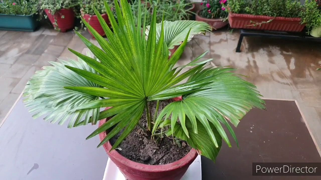 8 best Palms you can have in your balcony/Terrace/Garden// With names ...