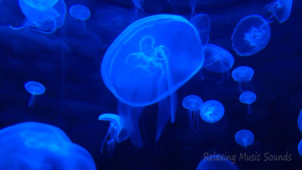 Jellyfish Relaxing Music - YouTube