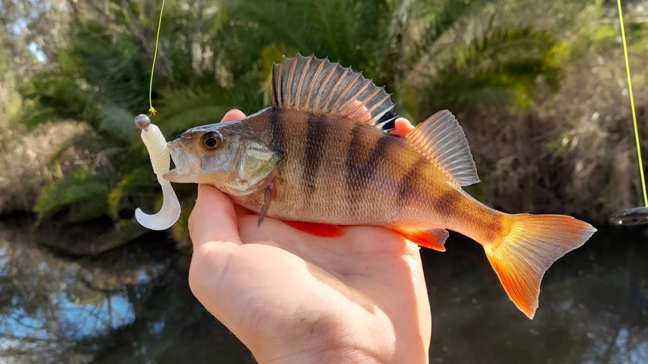 Winter redfin fishing #fishing #redfin #viral #trending - YouTube