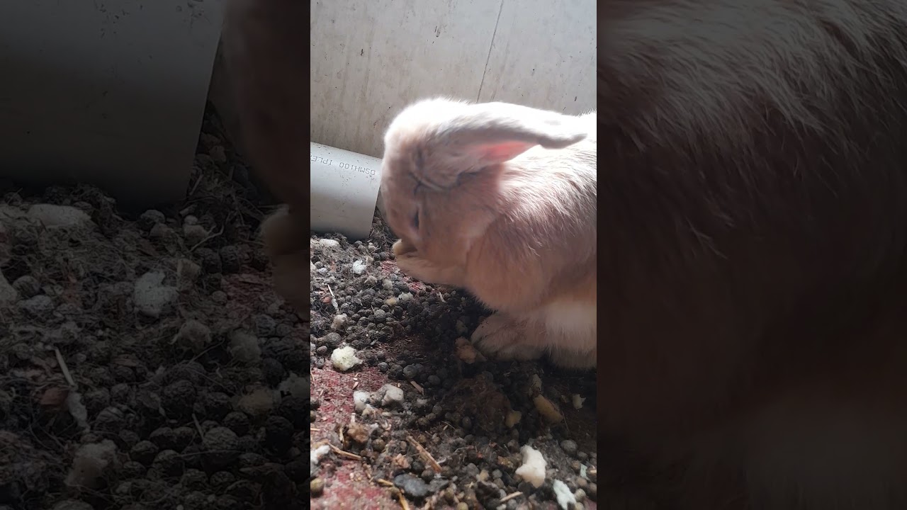 cute rabbit wiping his face - YouTube