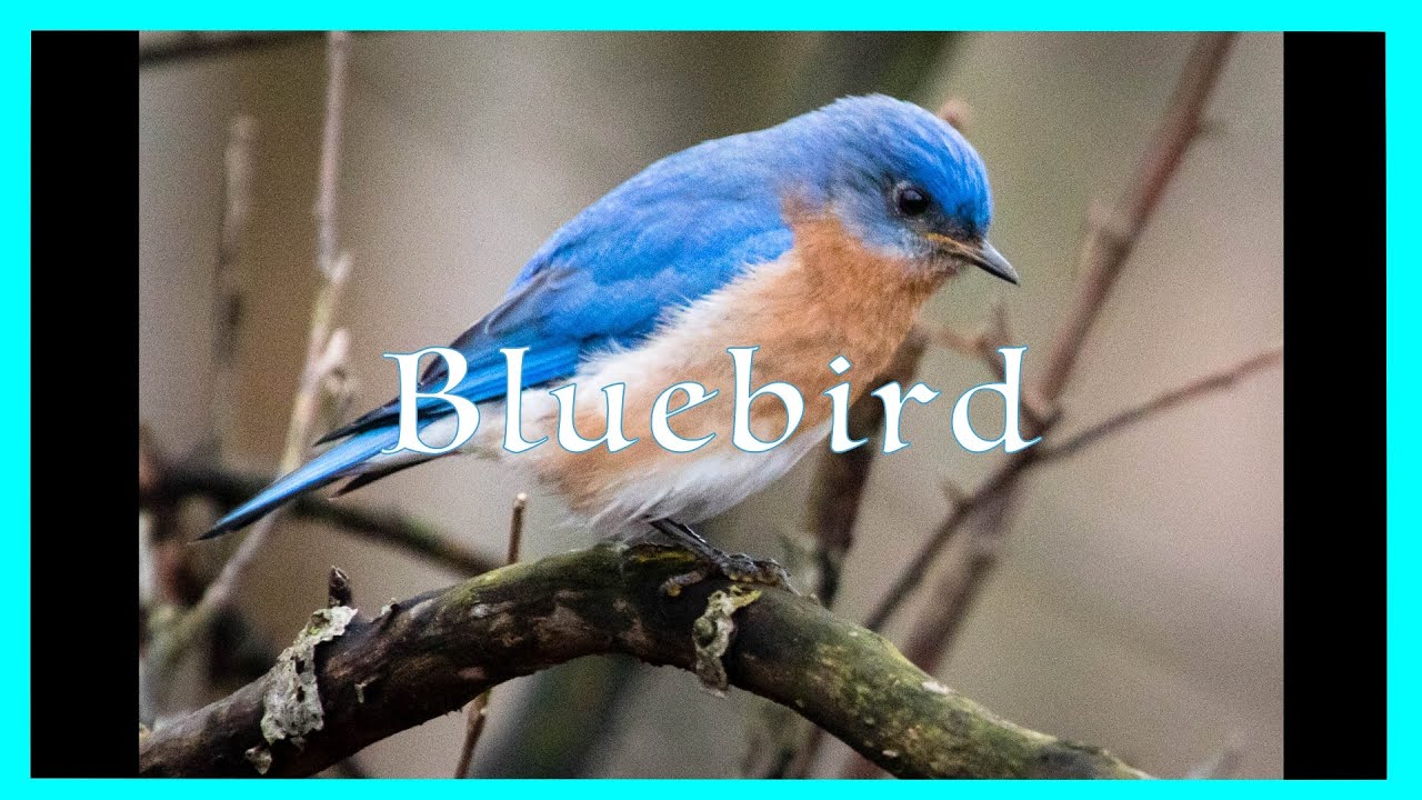 Bluebird by Miranda Lambert (piano Cover) - YouTube