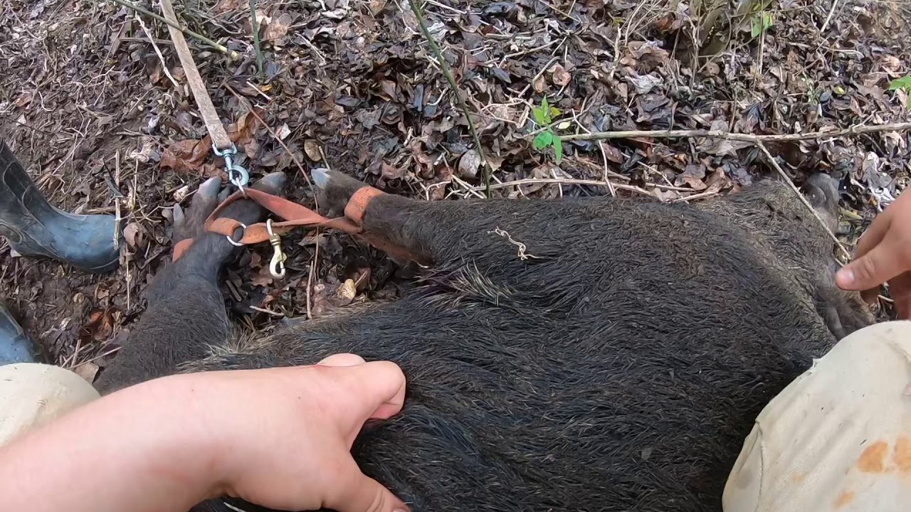 Hog hunting with dogs in east Texas - YouTube