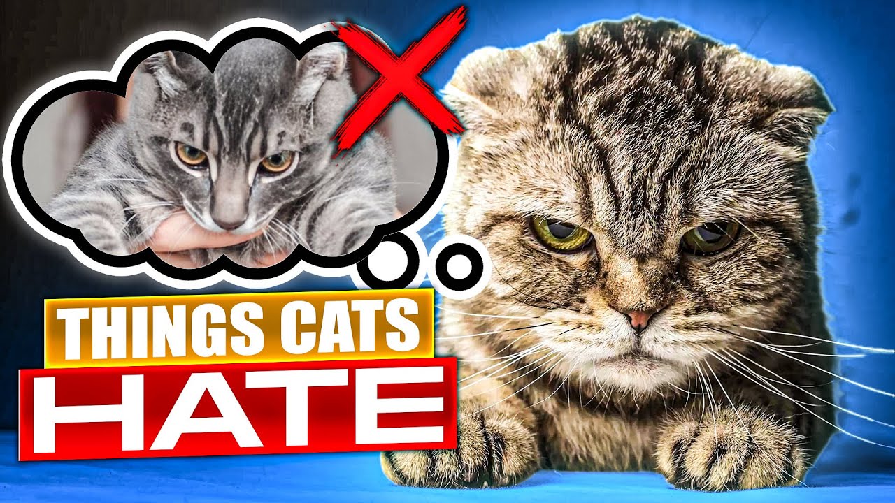 😺🚨 Unveiling Top-Secret Cat Triggers! Is Your Kitty a Victim of These ...