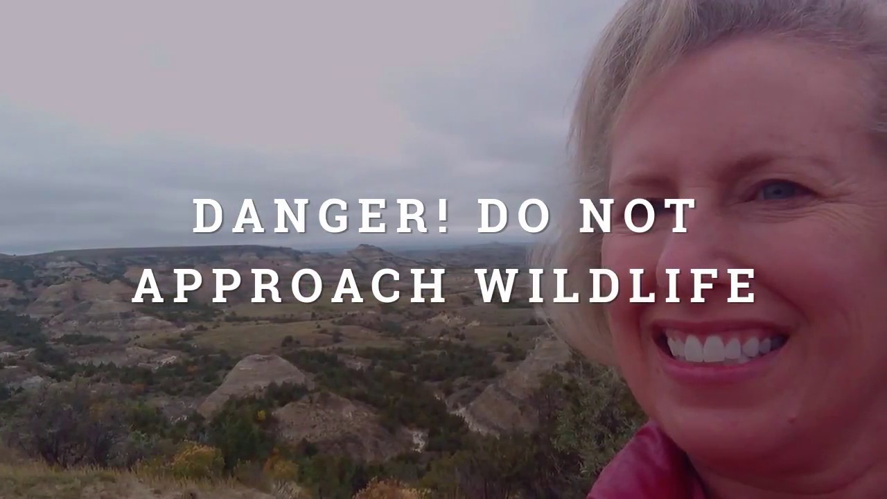 Do Not Approach Wildlife - YouTube