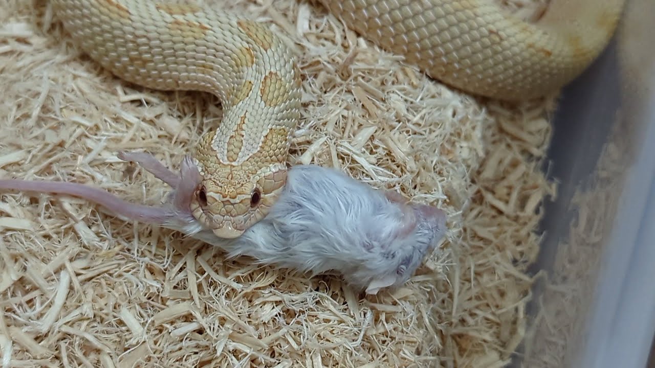 Feeding subadult hognose snakes - YouTube