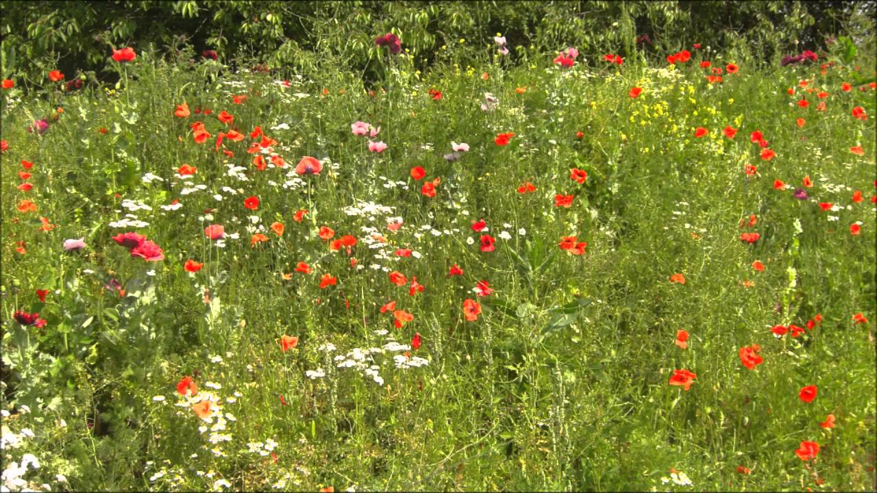 Wild Flowers.Natural Beauty - YouTube