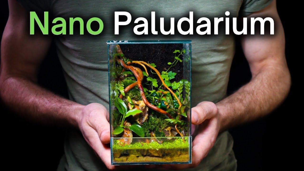 How To Make a Mini Paludarium! Step By Step Beginner Tutorial - YouTube