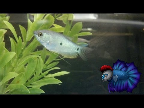 Blue Gourami Information Plus Care - YouTube